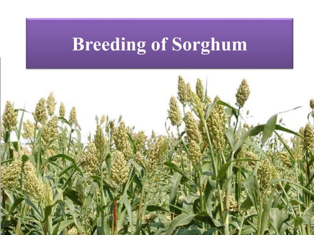 Breeding methods in sorghum | PPTX