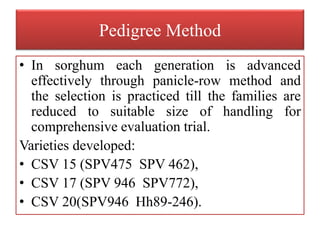 Breeding methods in sorghum | PPTX