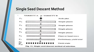 Breeding methods of cowpea(vigna unguiculata l | PPTX