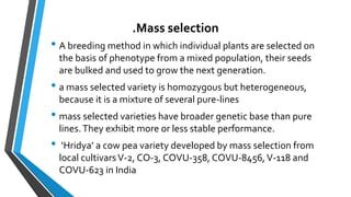 Breeding methods of cowpea(vigna unguiculata l | PPTX