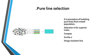 Breeding methods of cowpea(vigna unguiculata l | PPTX