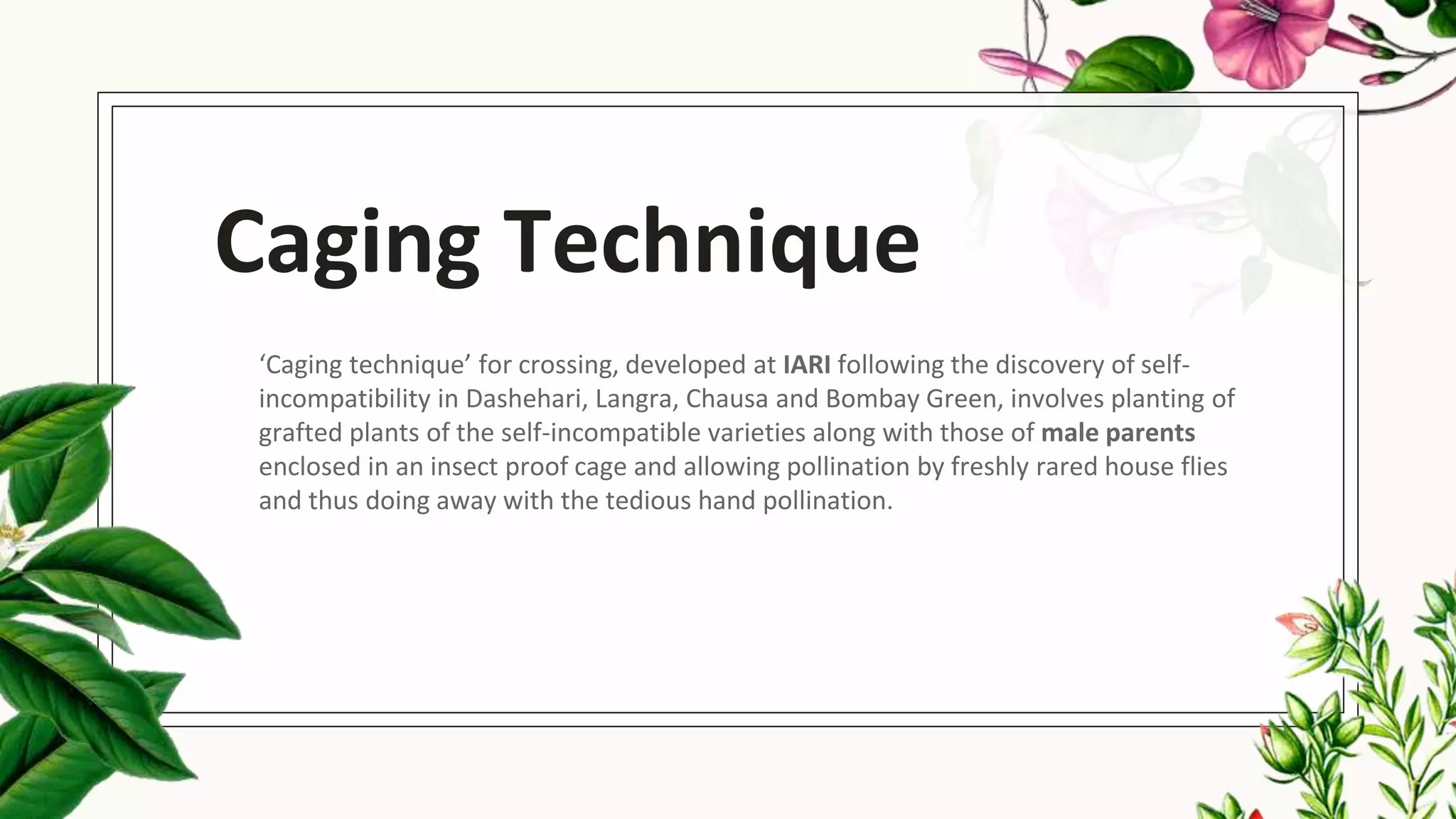 Breeding methods of mango | PPTX