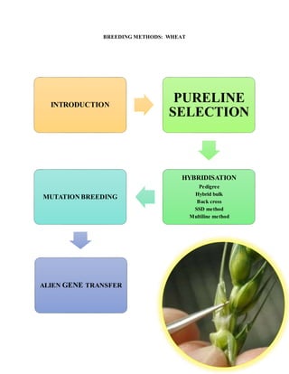 Breeding methods shalu | PDF