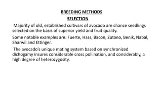Breeding of avocado | PPTX