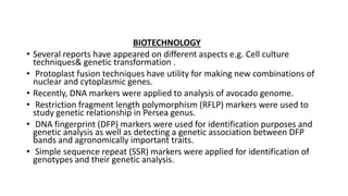 Breeding of avocado | PPTX