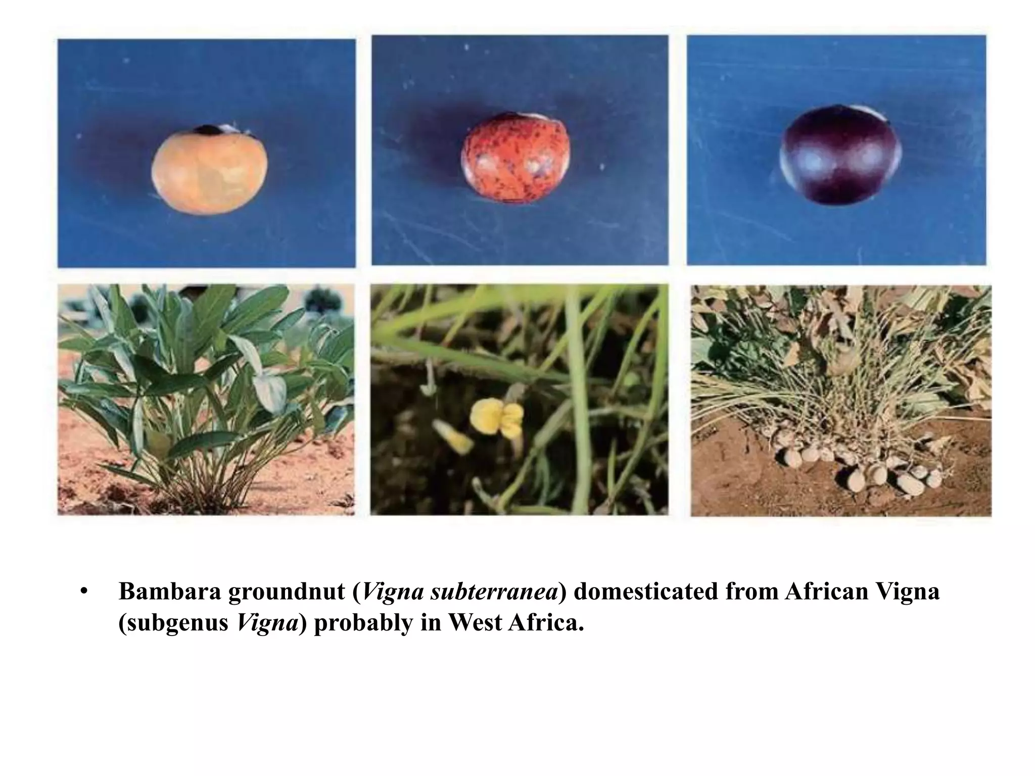 Breeding of cowpea | PPTX