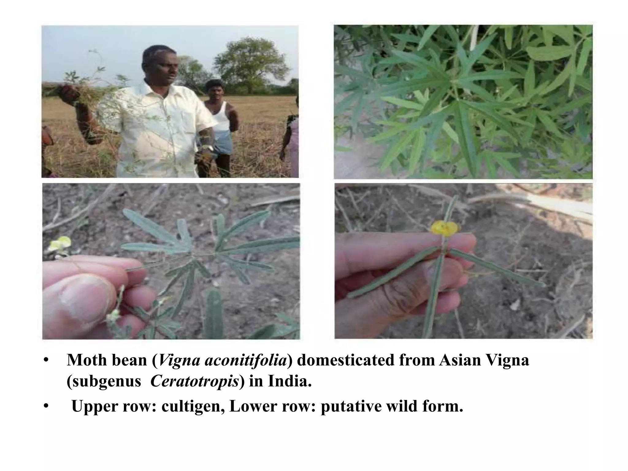 Breeding of cowpea | PPTX
