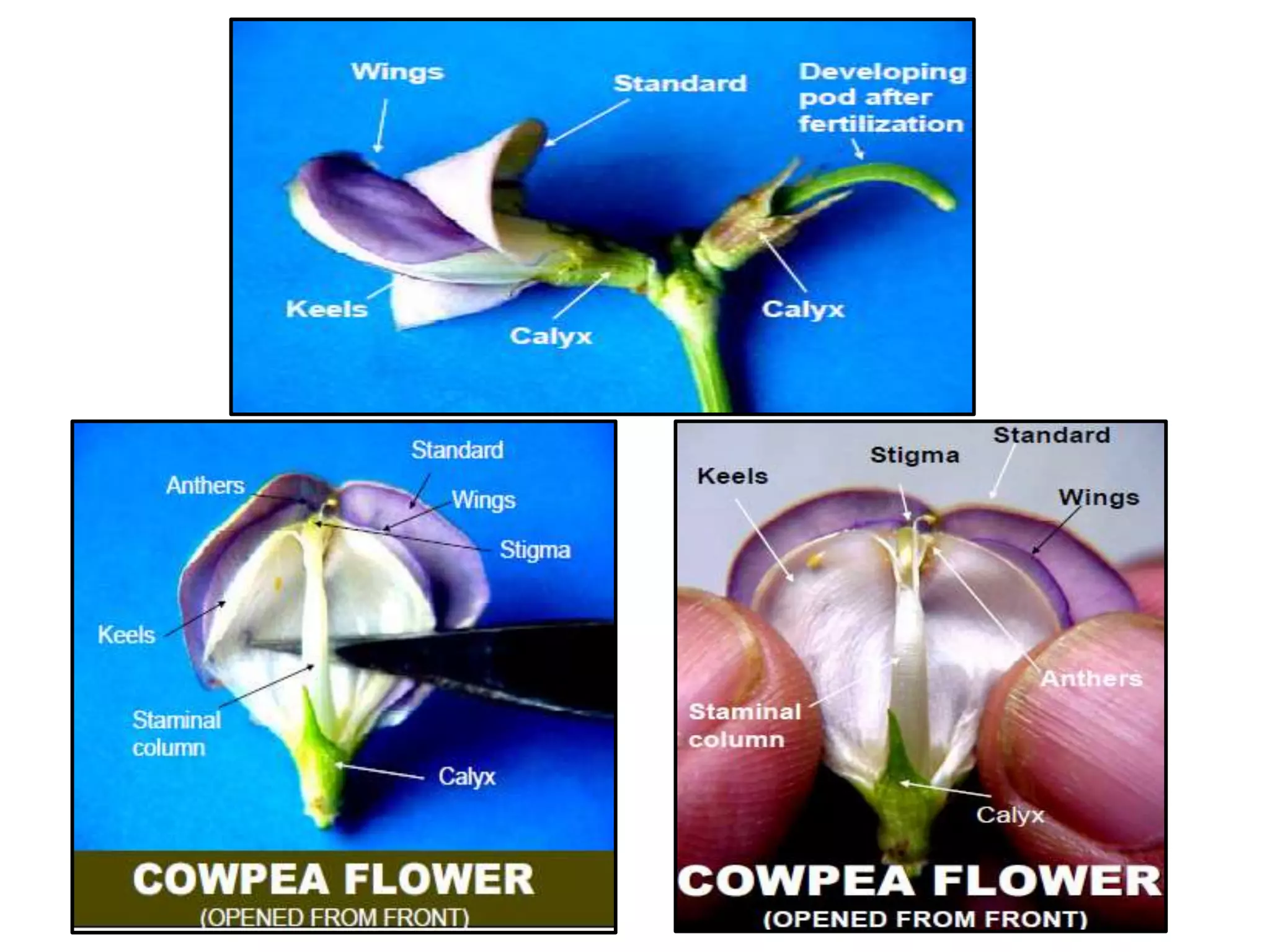 Breeding of cowpea | PPTX