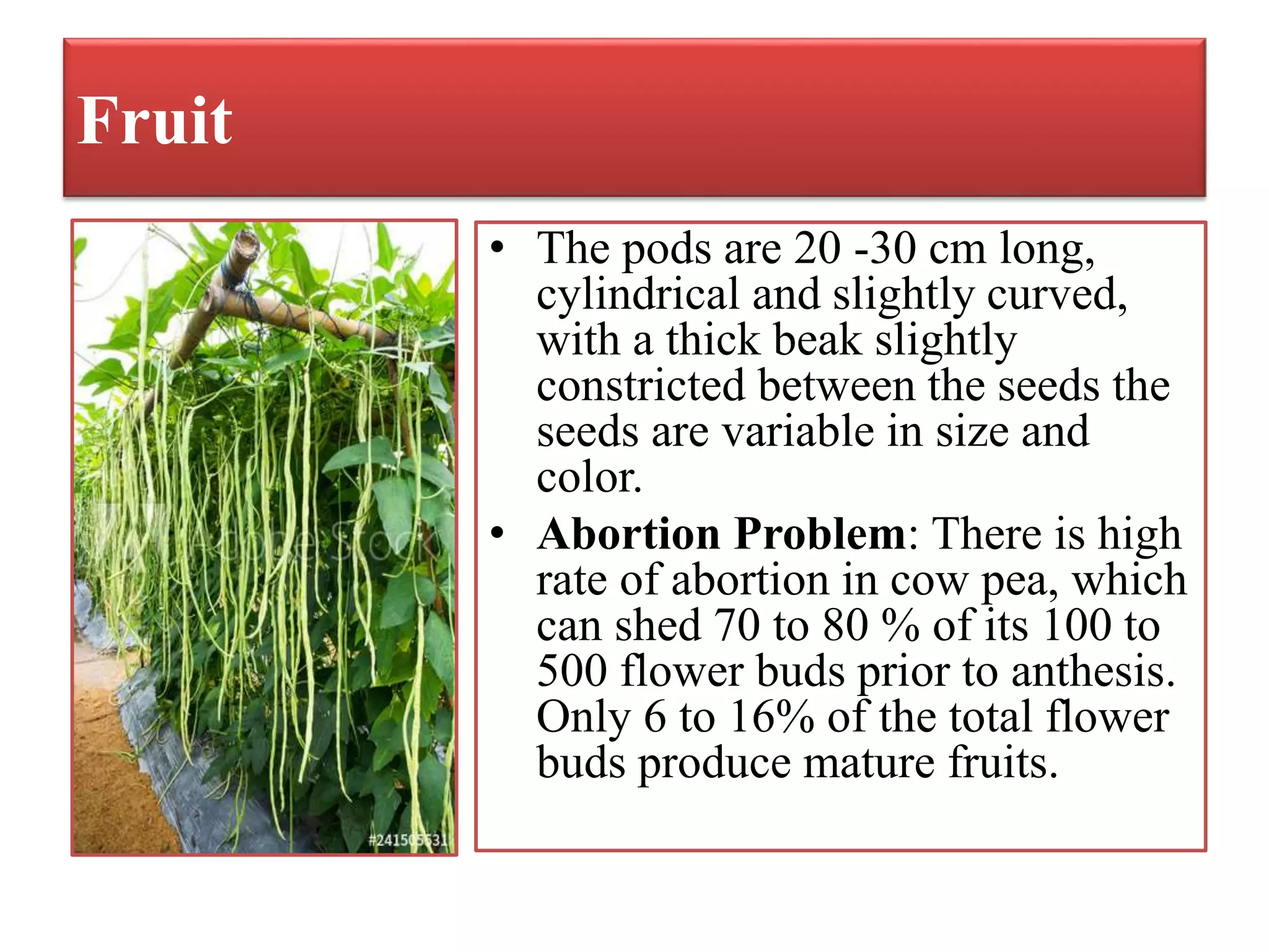 Breeding of cowpea | PPTX