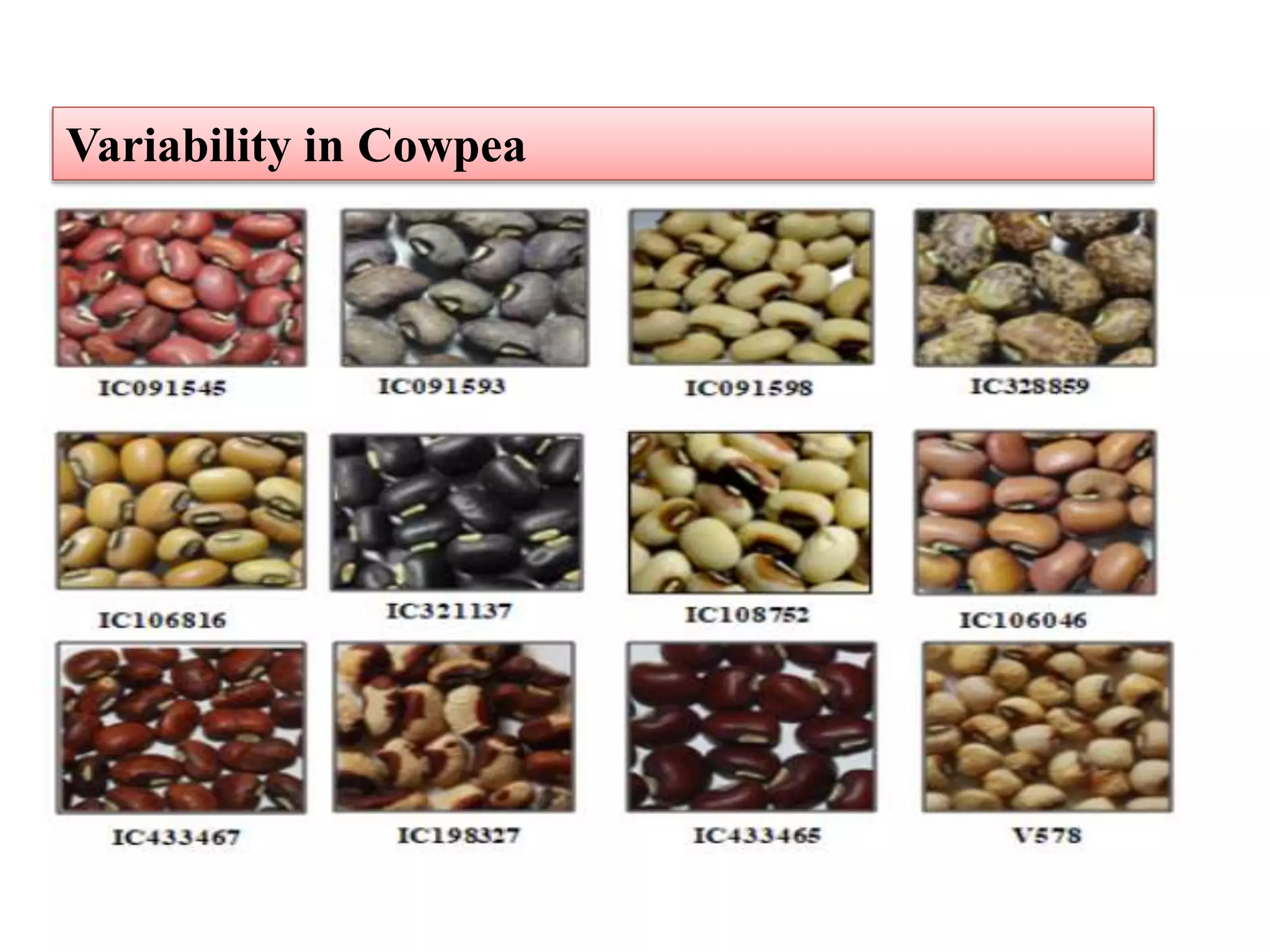 Breeding of cowpea | PPTX