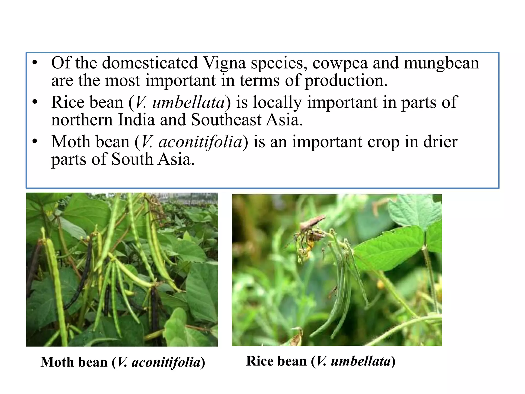 Breeding of cowpea | PPTX