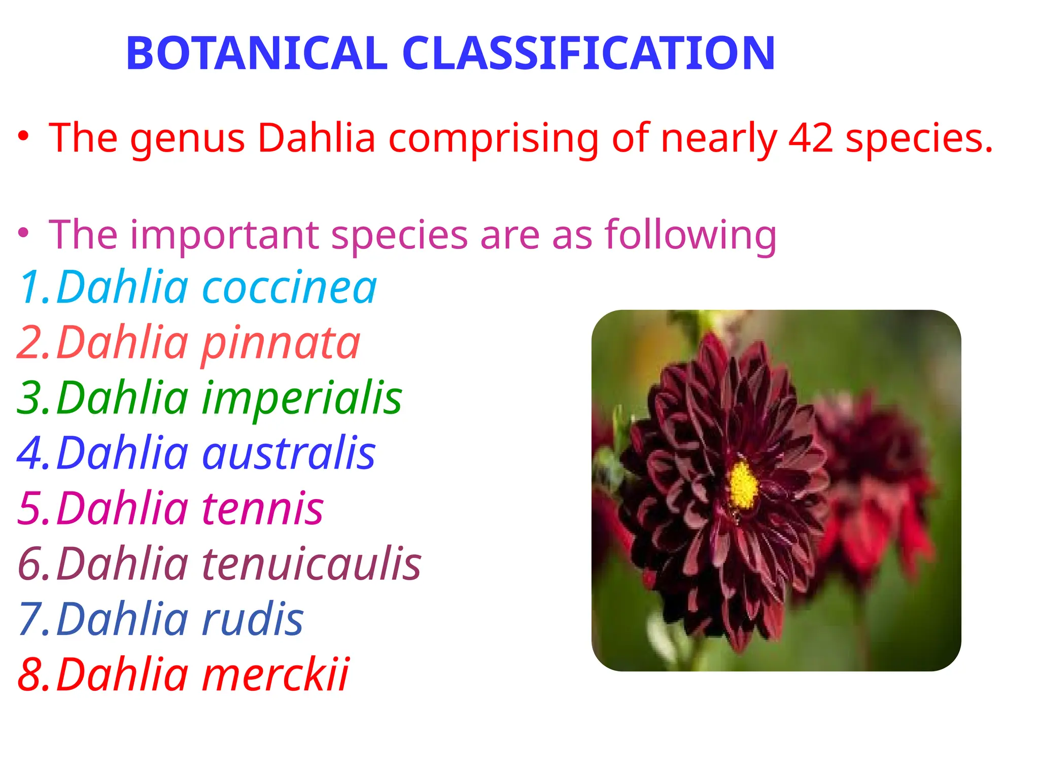 Introduction, Crop improvement, floral biology and Varieties of Dahlia.pptx