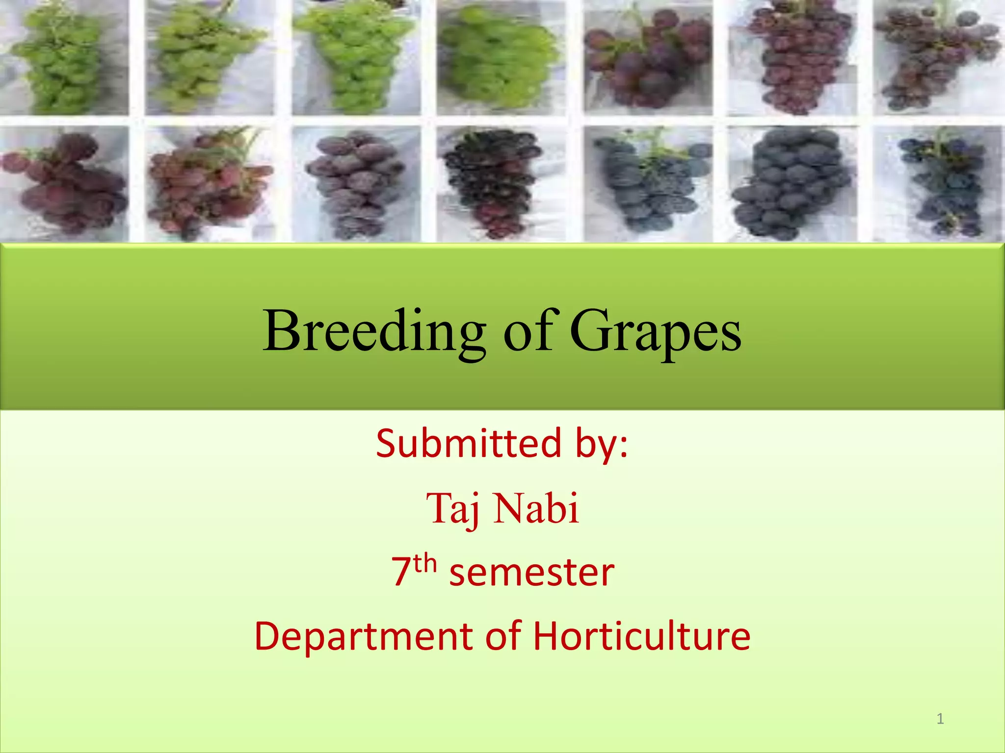 Breeding of grapes | PPTX