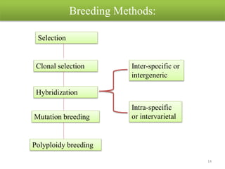 Breeding of grapes | PPTX