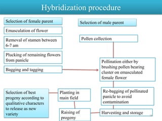 Breeding of grapes | PPTX