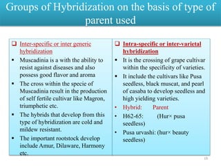 Breeding of grapes | PPTX