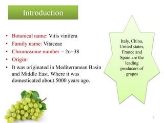 Breeding of grapes | PPTX