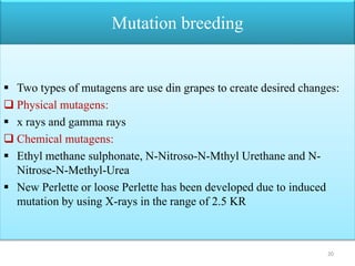 Breeding of grapes | PPTX