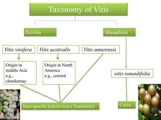 Breeding of grapes | PPTX