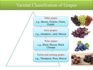 Breeding of grapes | PPTX