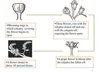 Breeding of grapes | PPTX