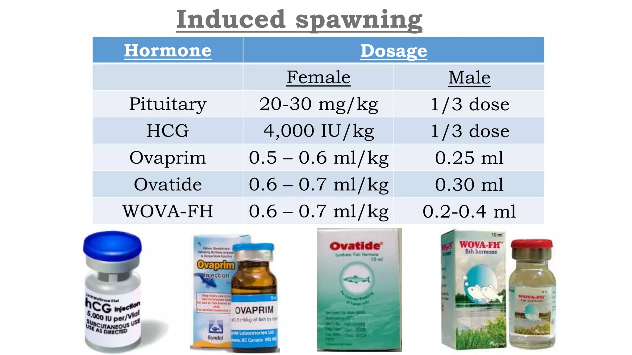 Breeding of Magur | PPTX
