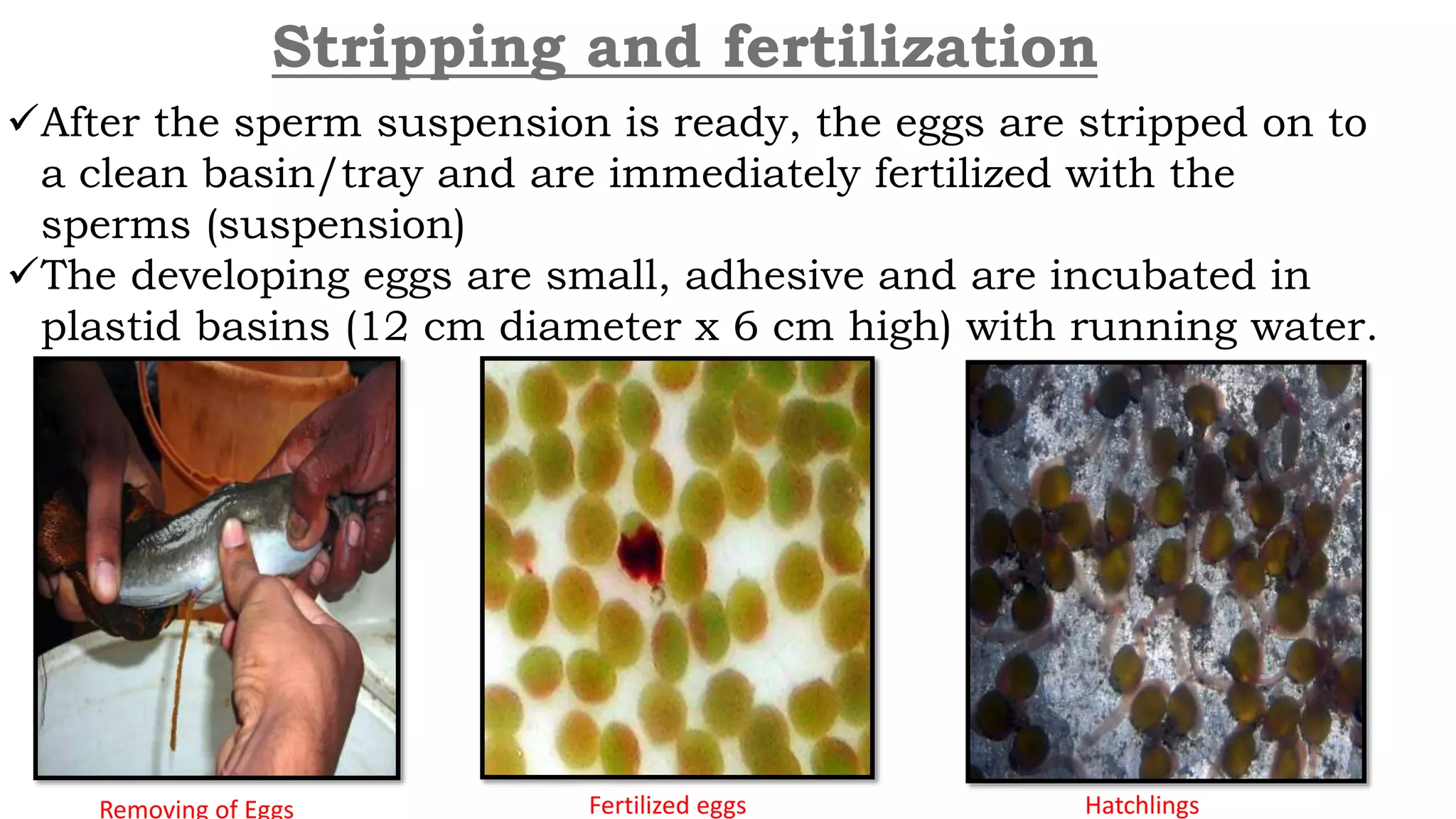 Breeding of Magur | PPTX
