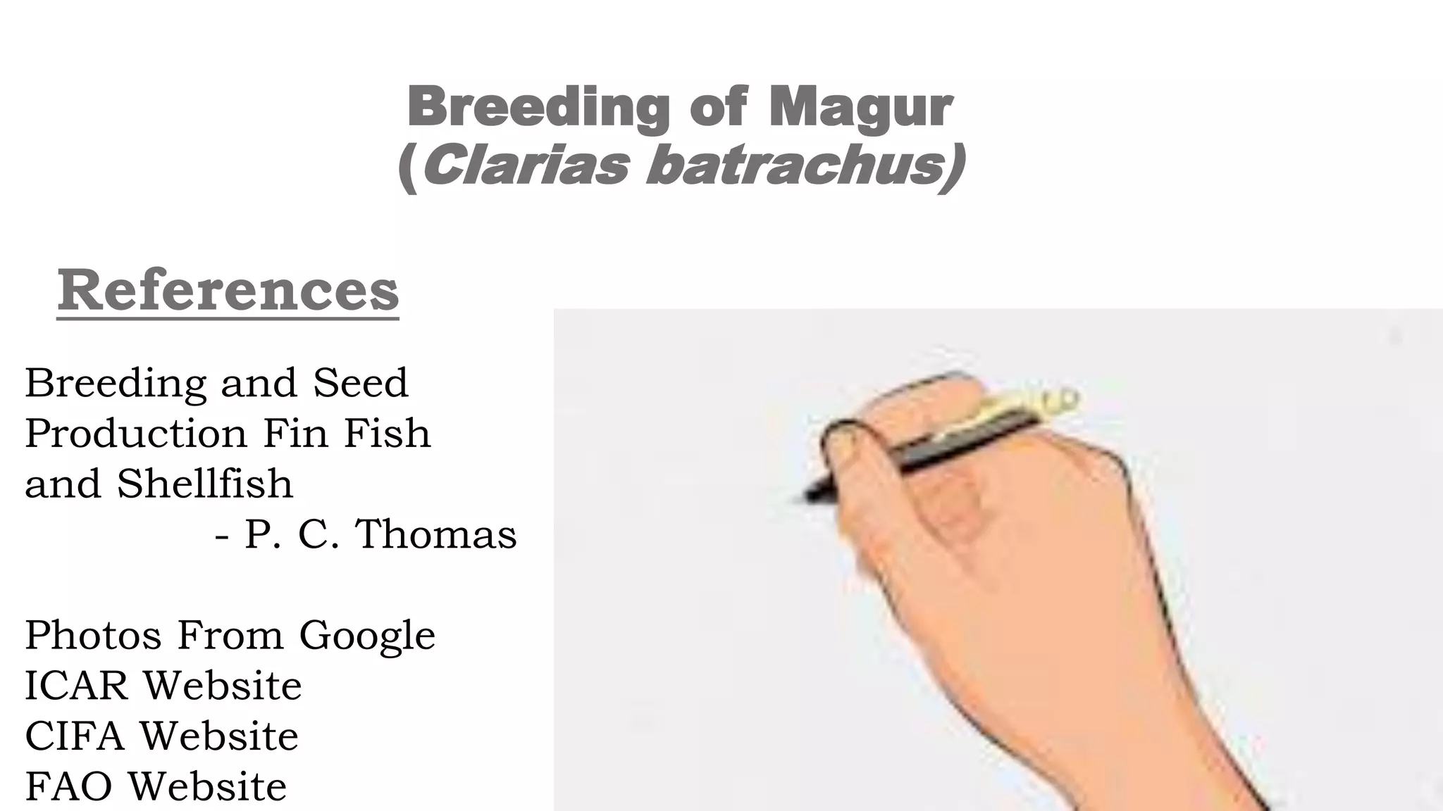 Breeding of Magur | PPTX