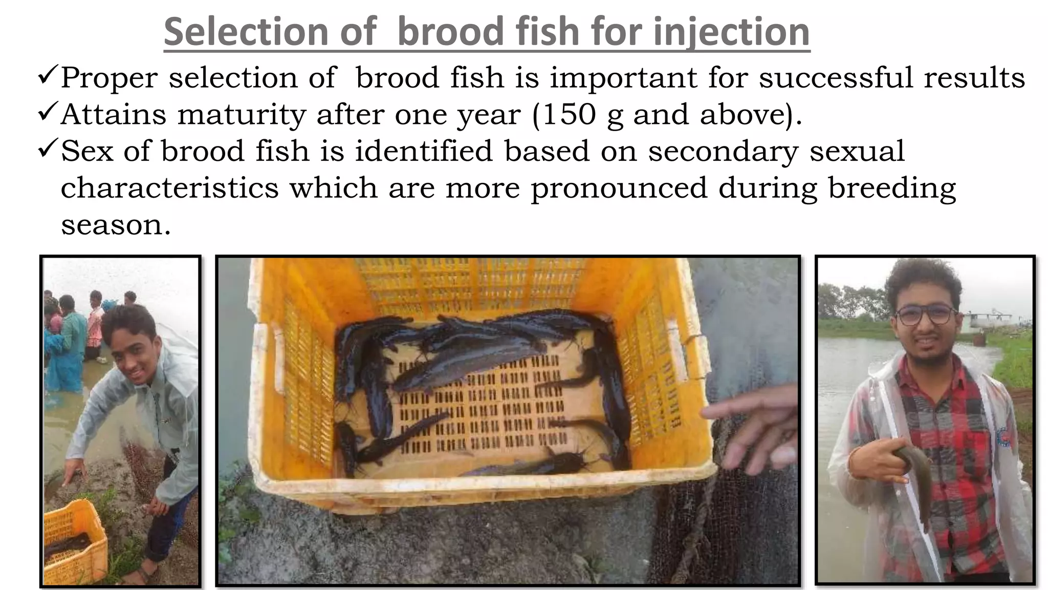 Breeding of Magur | PPTX