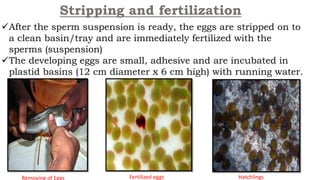 Breeding of Magur | PPTX