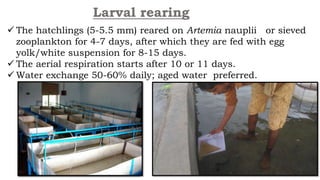 Breeding of Magur | PPTX