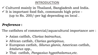 Breeding of Magur | PPTX