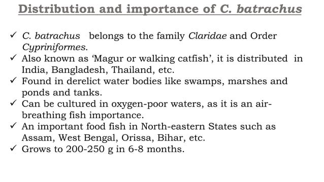 Breeding of Magur | PPTX | Reproductive Health | Diseases and Conditions