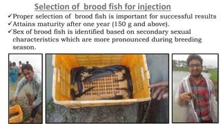 Breeding of Magur | PPTX