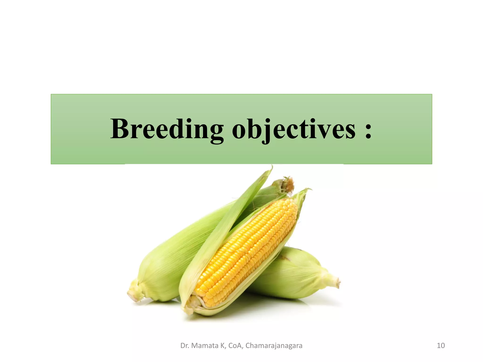 Breeding of Maize | PDF