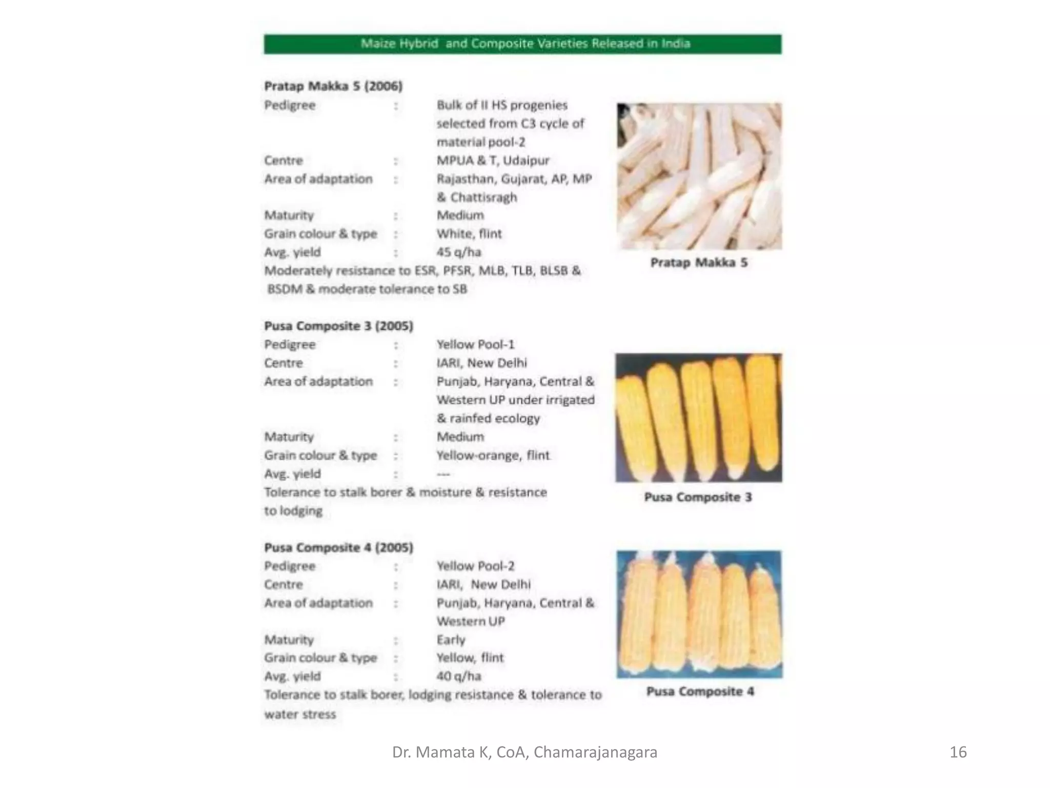 Breeding of Maize | PDF