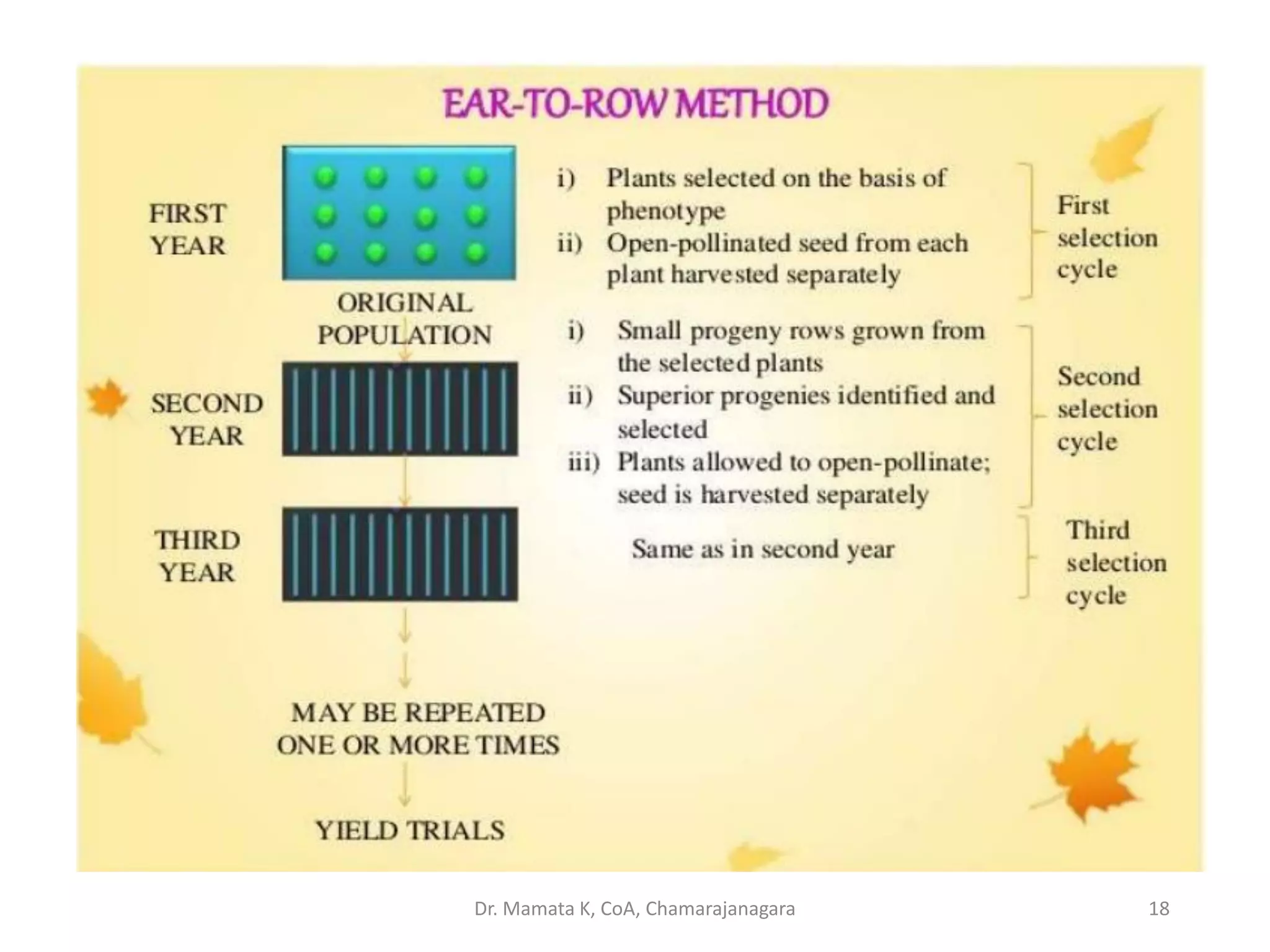 Breeding of Maize | PDF