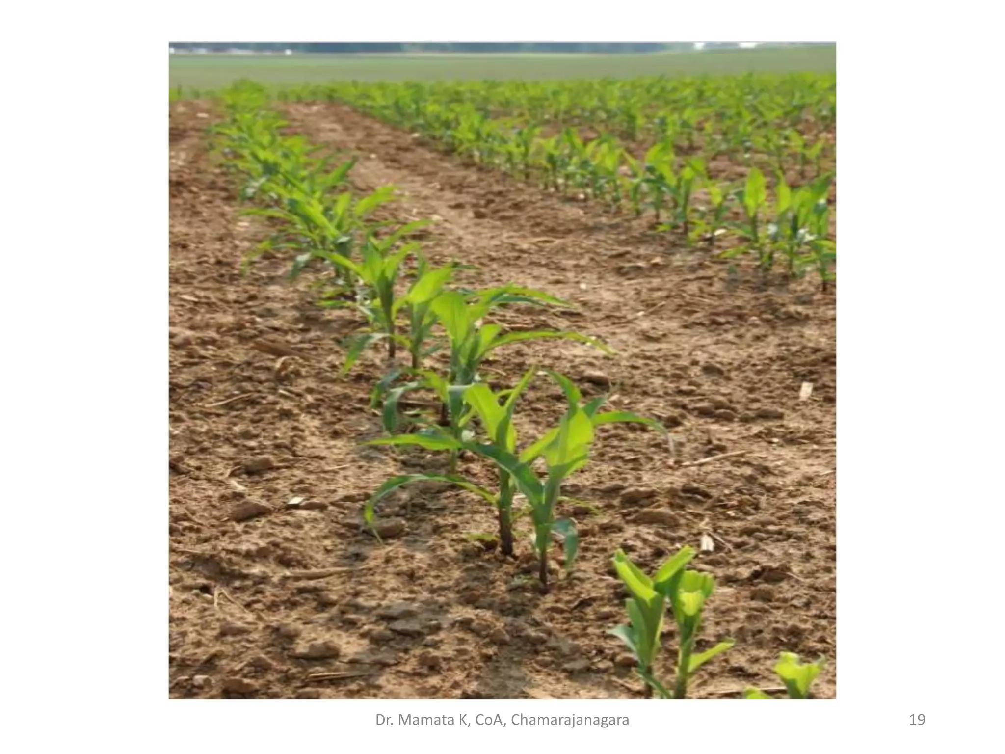 Breeding of Maize | PDF