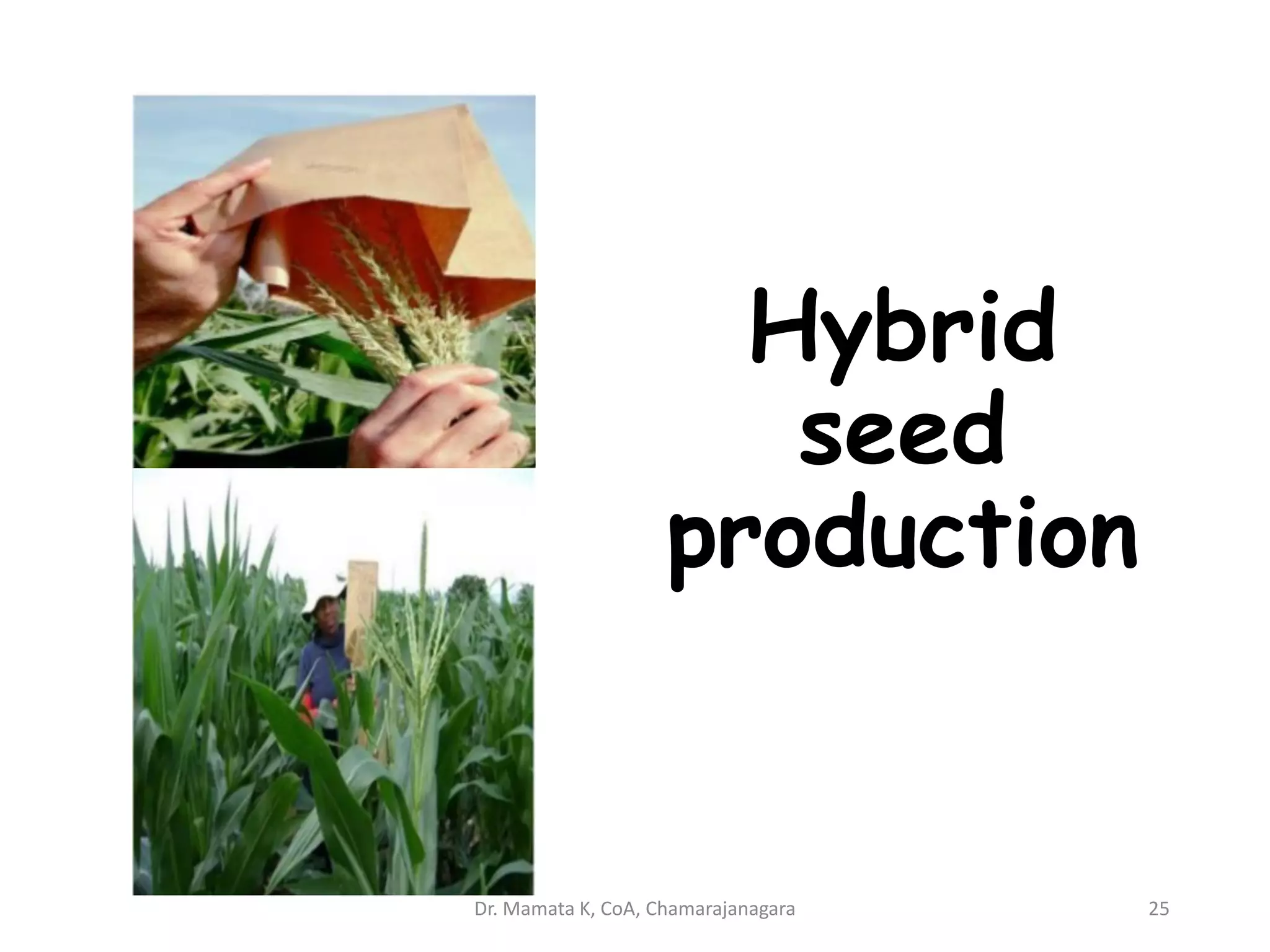 Breeding of Maize | PDF