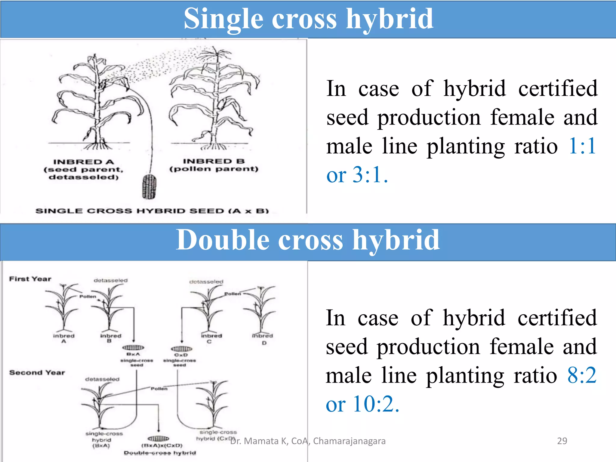 Breeding of Maize | PDF