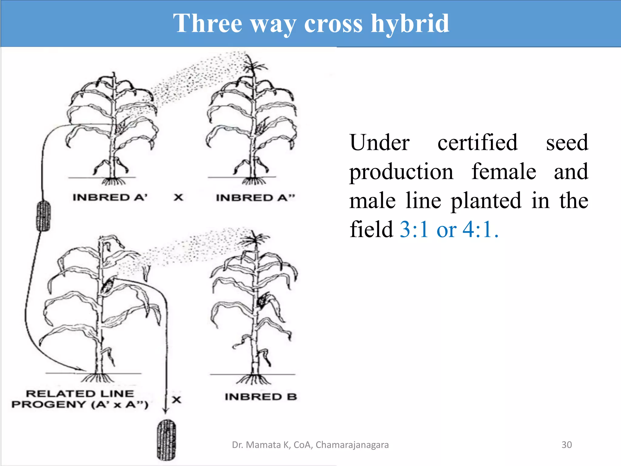 Breeding of Maize | PDF