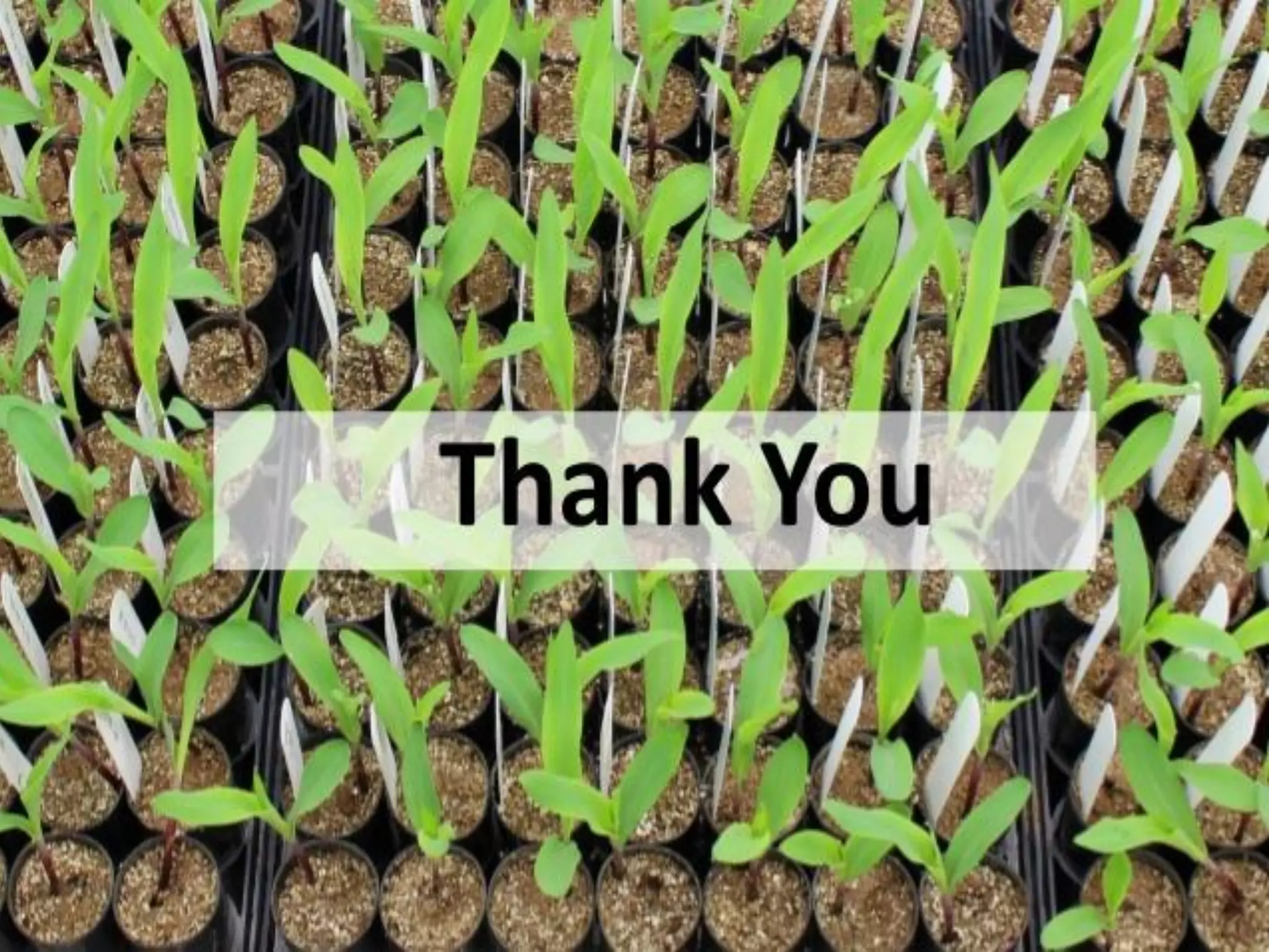 Breeding of Maize | PDF