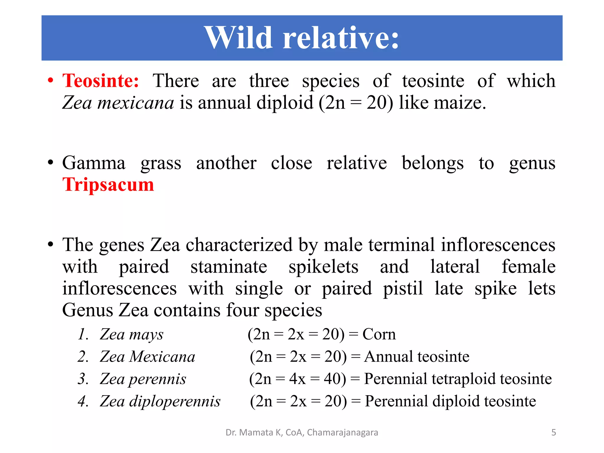 Breeding of Maize | PDF