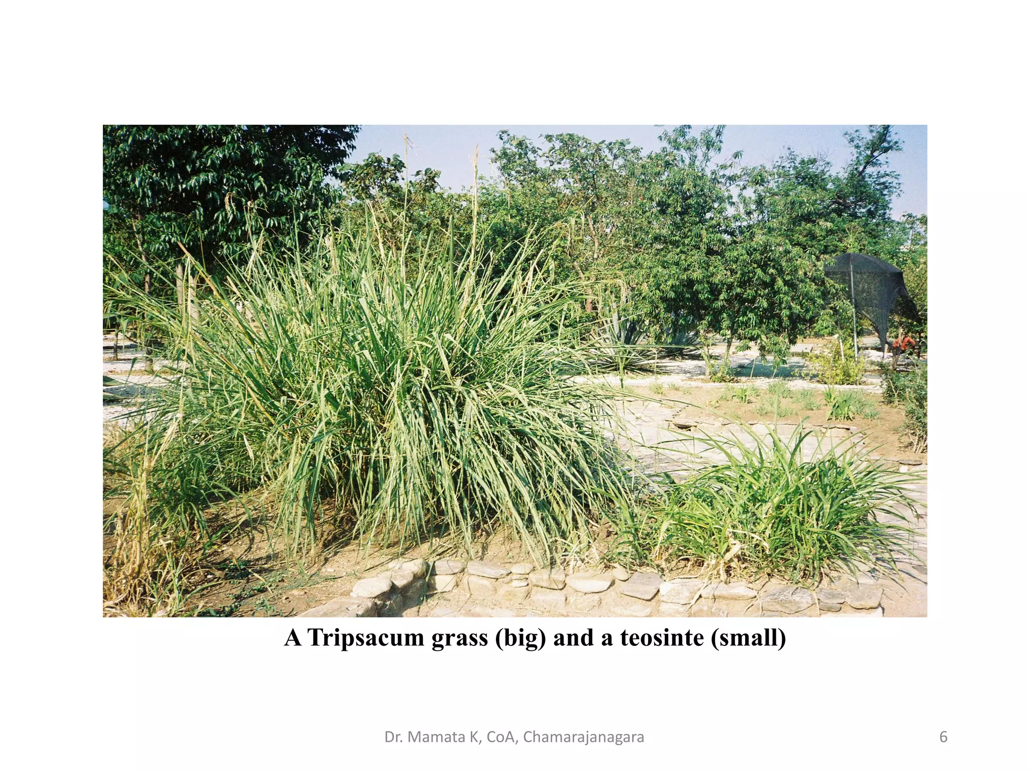 Breeding of Maize | PDF