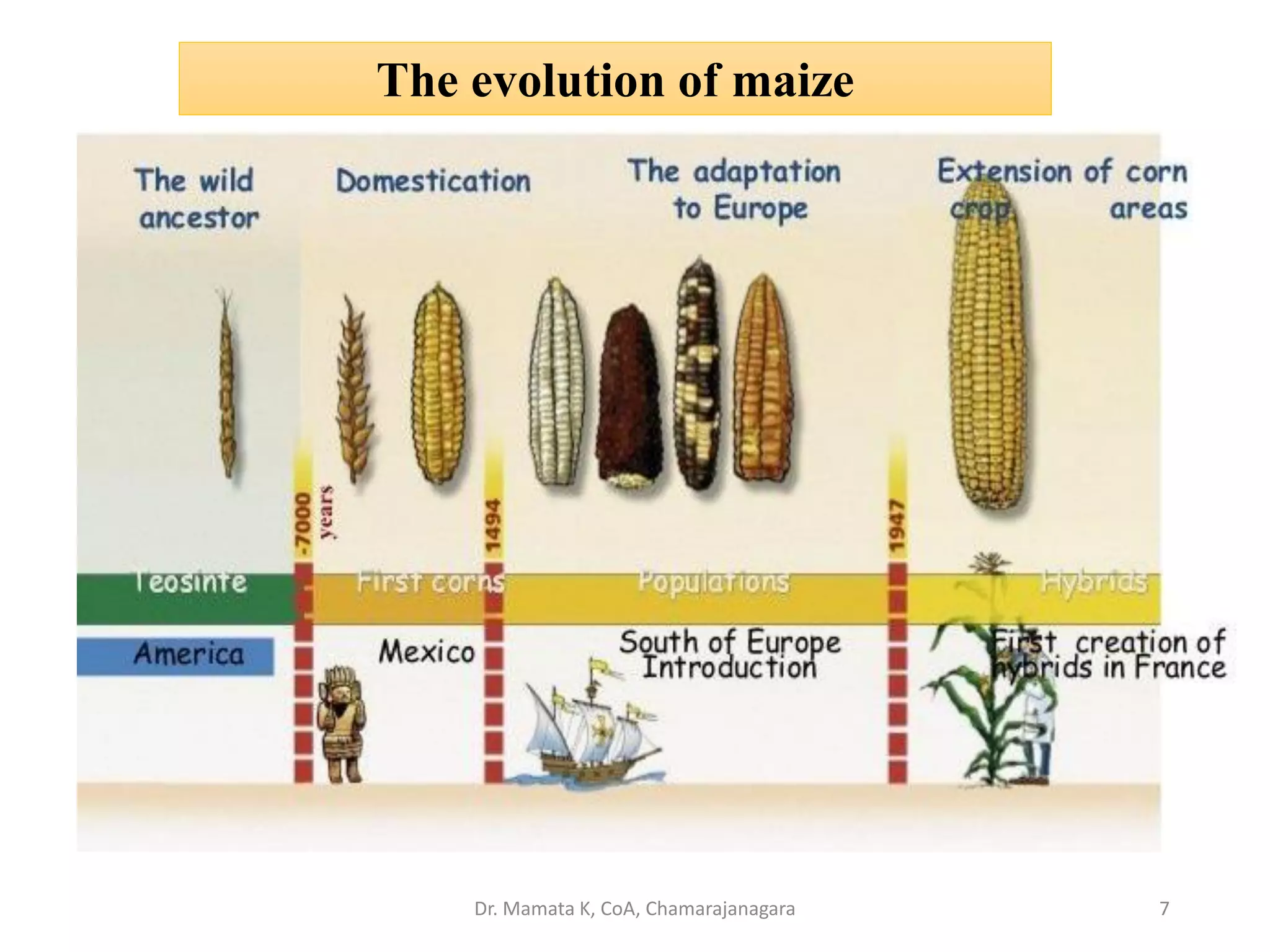 Breeding of Maize | PDF