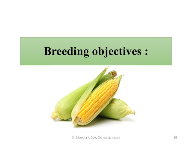 Breeding of Maize | PDF