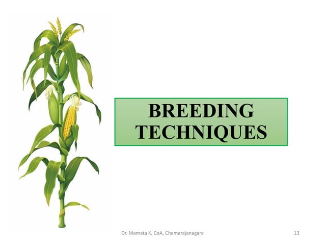 Breeding of Maize | PDF