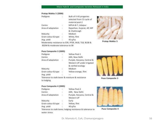 Breeding of Maize | PDF