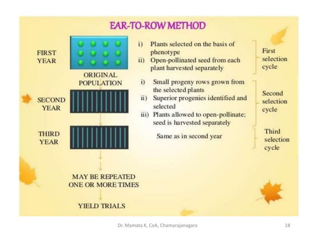 Breeding of Maize | PDF