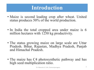 Breeding of Maize | PDF
